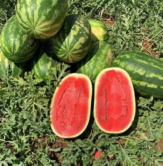 Maremma, la culla dei nostri cocomeri Sentinel – Fatarella